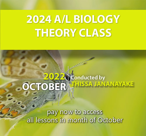 Sipsuru: 2024 THEORY